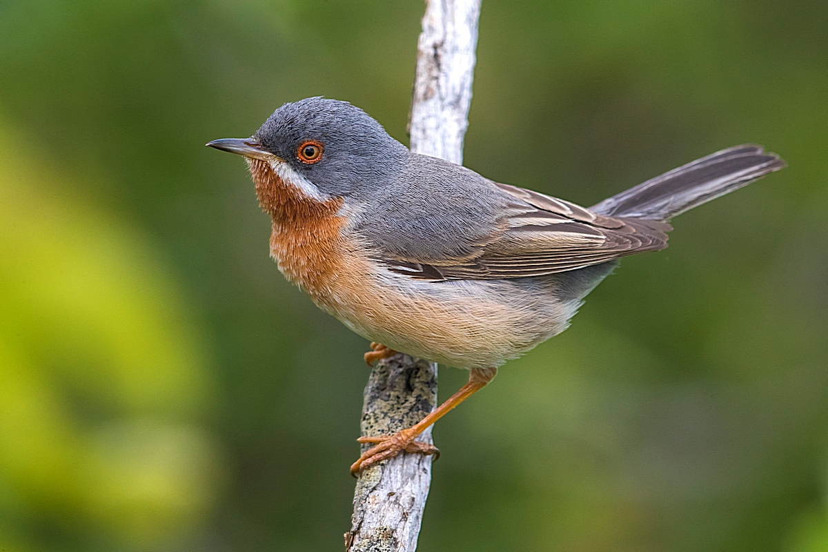 Subalpine warblers photo ID guide - BirdGuides
