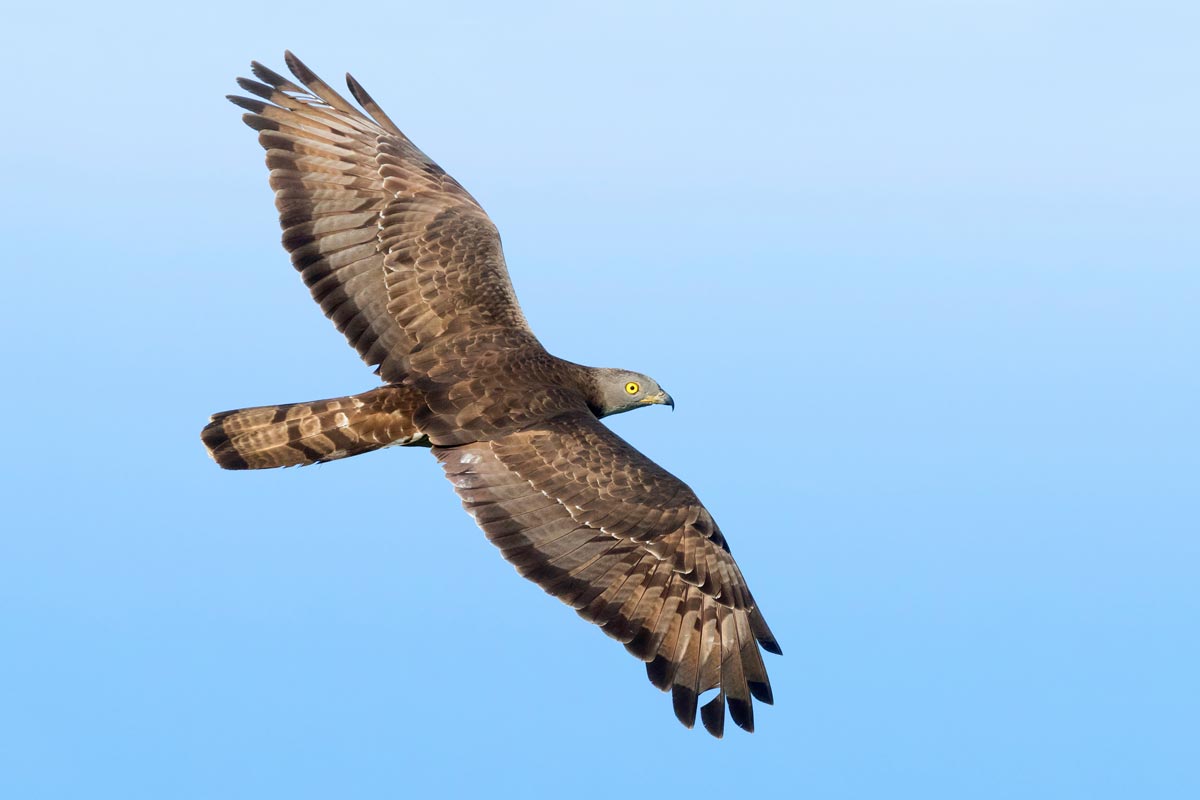 Focus on: European Honey Buzzard - BirdGuides