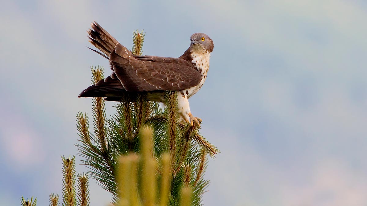 Focus on: European Honey Buzzard - BirdGuides