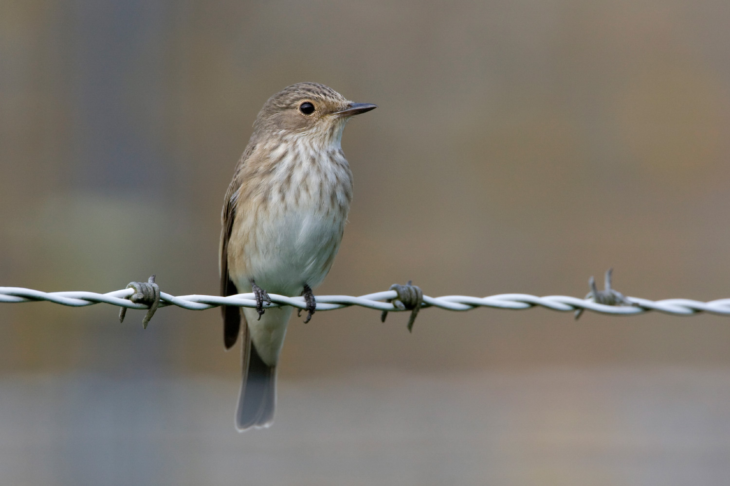 Autumn flycatchers photo ID guide - BirdGuides