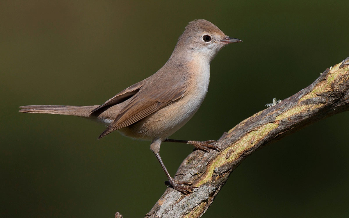 Subalpine warblers photo ID guide - BirdGuides