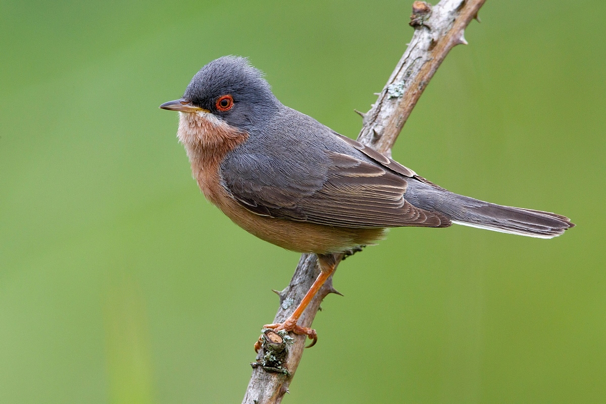 Subalpine warblers photo ID guide - BirdGuides