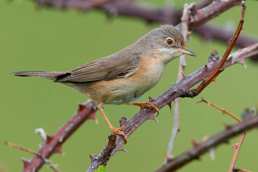 Subalpine warblers photo ID guide - BirdGuides