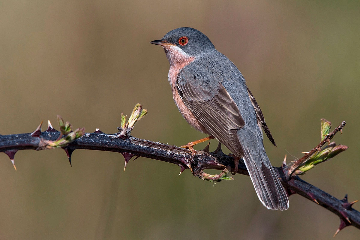 Subalpine warblers photo ID guide - BirdGuides