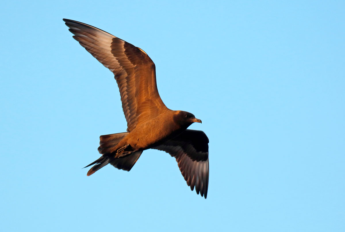 Focus on: Pomarine Skua - BirdGuides