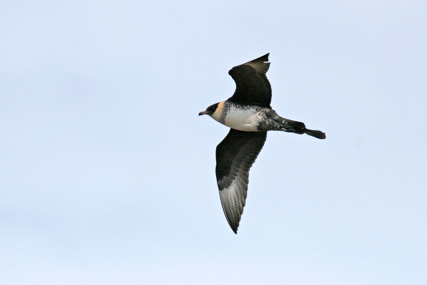 Focus on: Pomarine Skua - BirdGuides