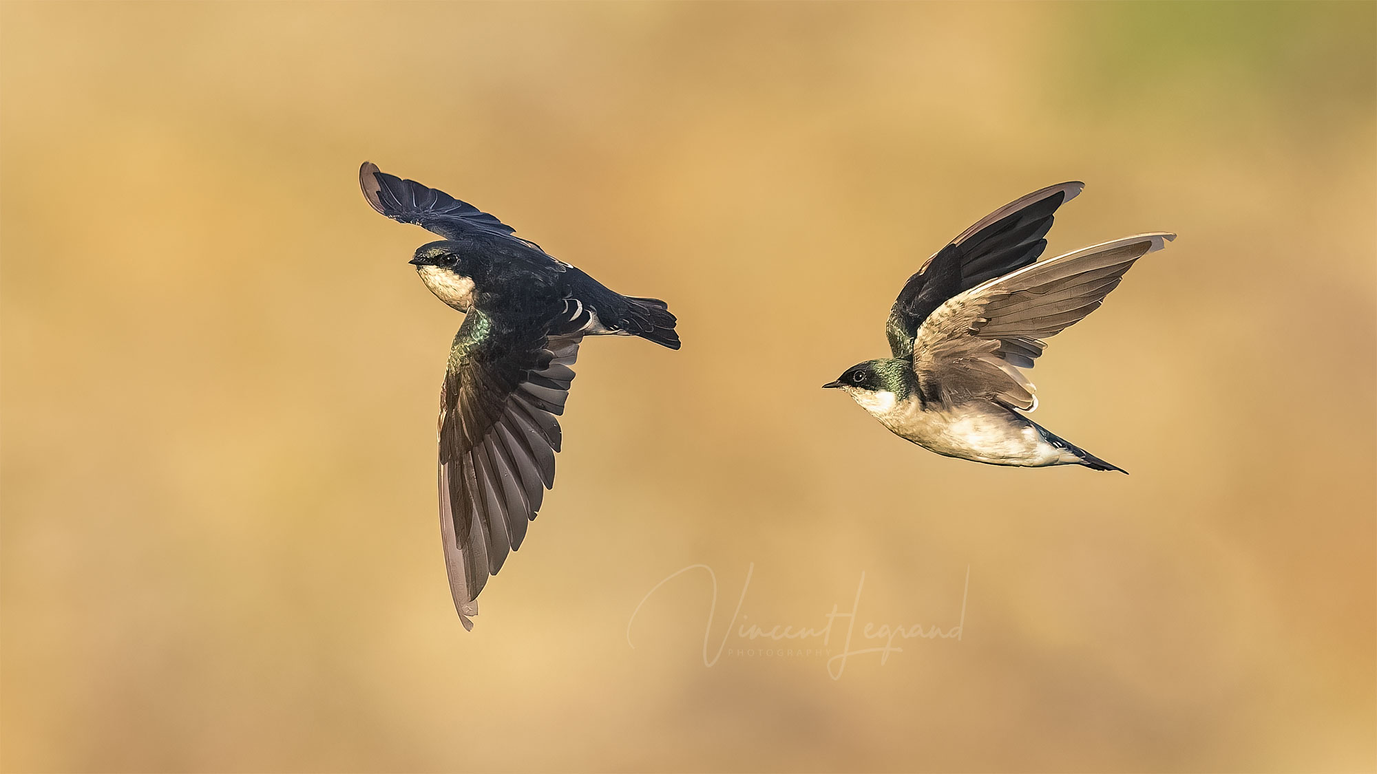 Corvo 2023: a record-breaking season, part one - BirdGuides