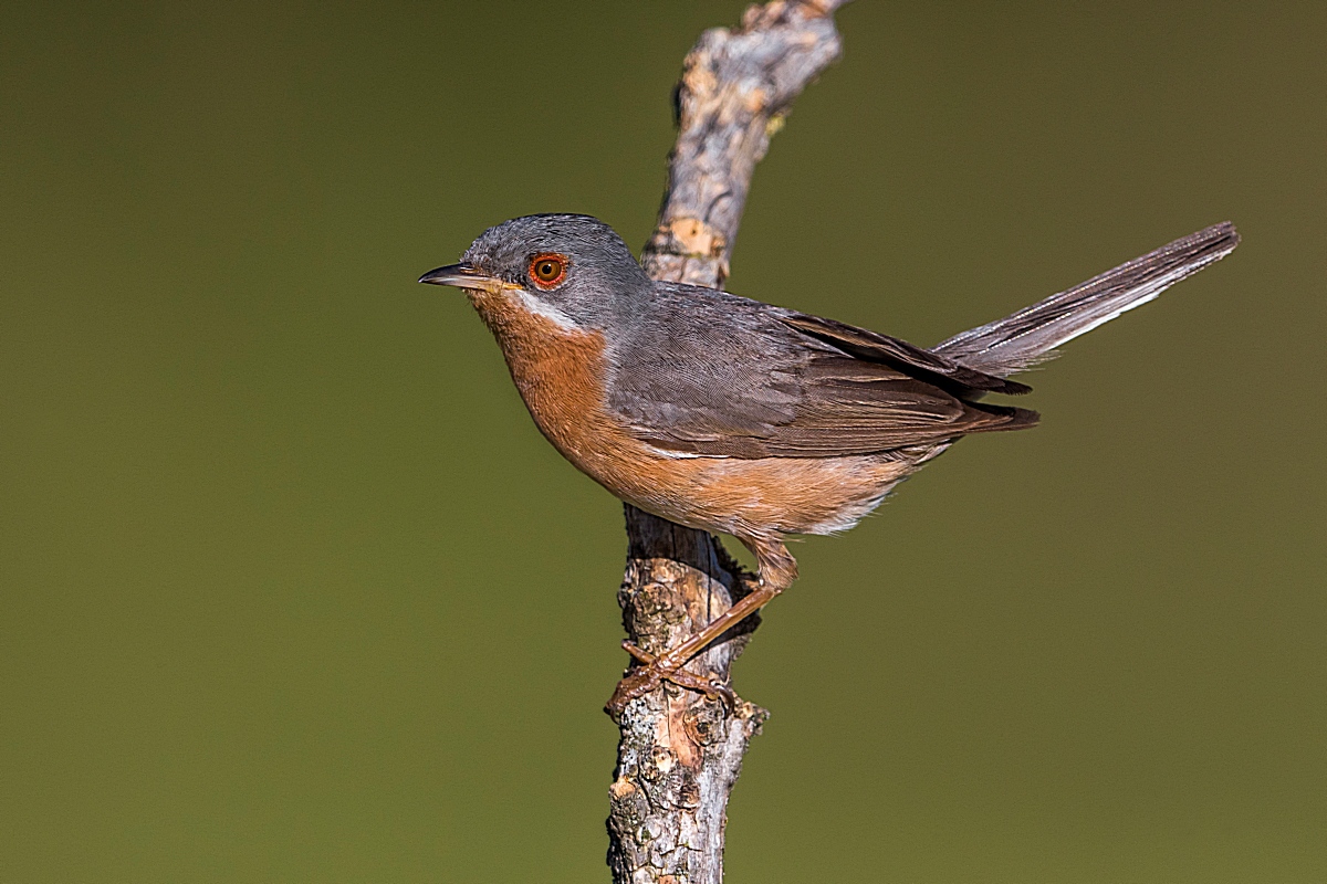 Subalpine warblers photo ID guide - BirdGuides