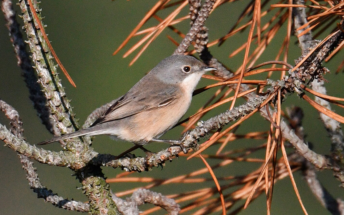 Subalpine warblers photo ID guide - BirdGuides