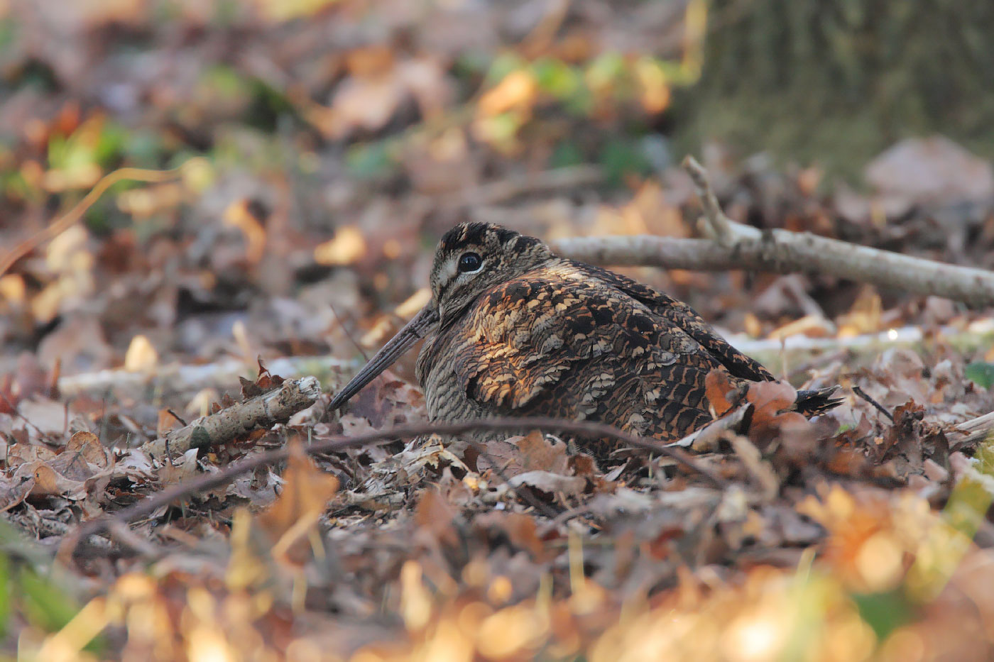Focus on: Eurasian Woodcock - BirdGuides