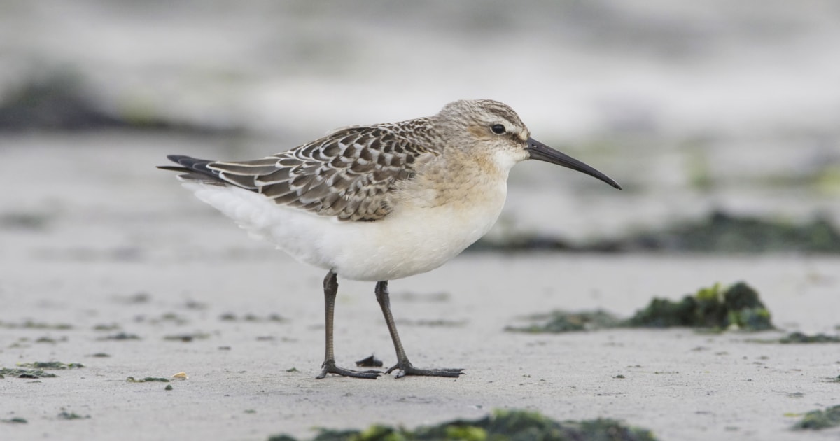 Dunlin, Curlew Sandpiper and White-rumped Sandpiper photo ID guide ...