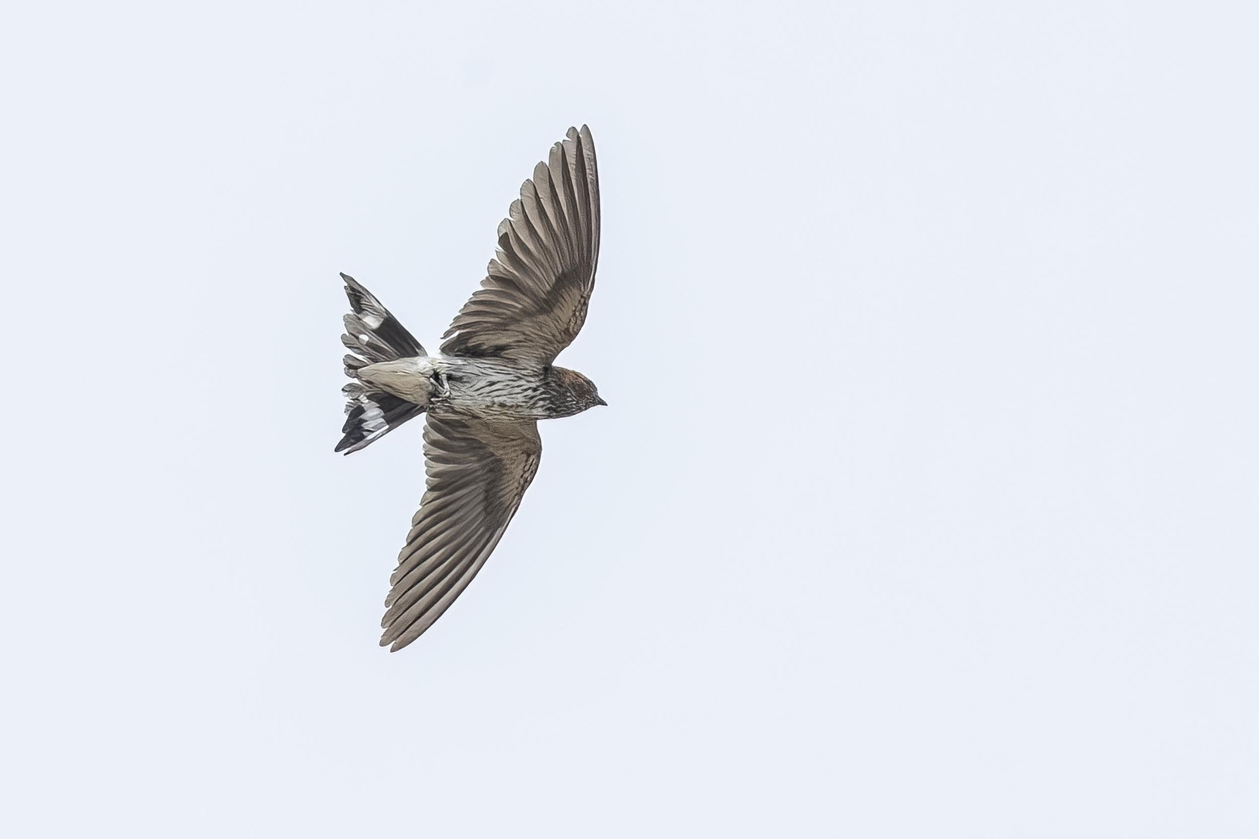 Lesser Striped Swallow in Kuwait: a Western Palearctic first - BirdGuides
