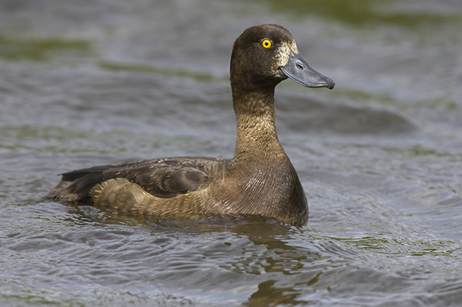 Tufted Duck, Greater Scaup and Lesser Scaup photo ID guide - BirdGuides