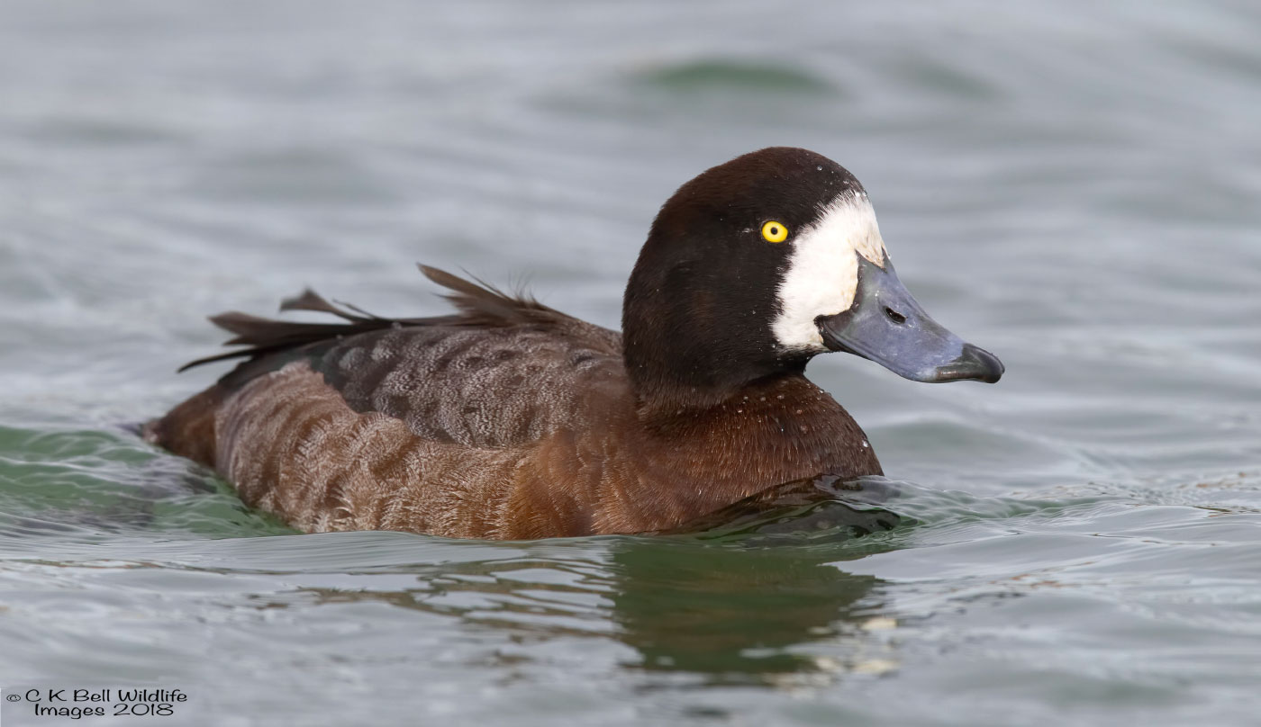 Scaup Duck