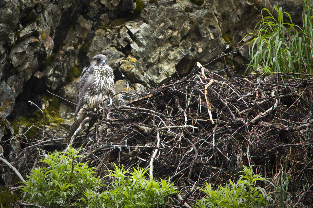 First case of young Gyr Falcons being predated by another raptor ...