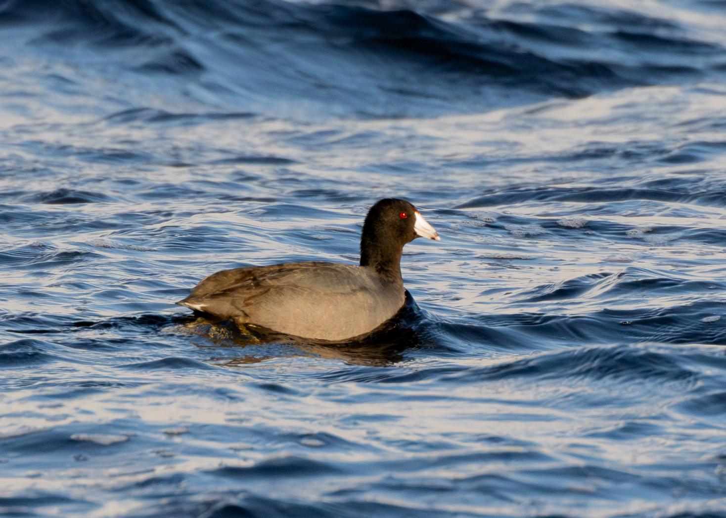 Review of the Week: 3-9 February 2025 - BirdGuides