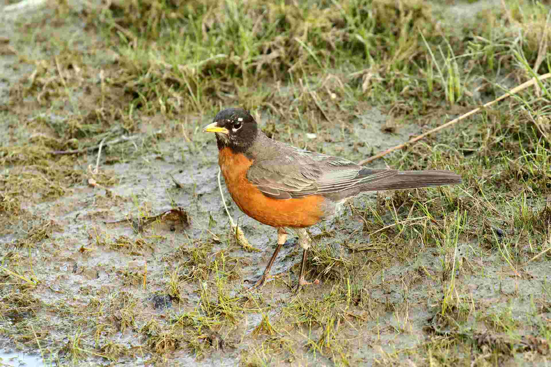 Dominic Mitchell: never again - BirdGuides