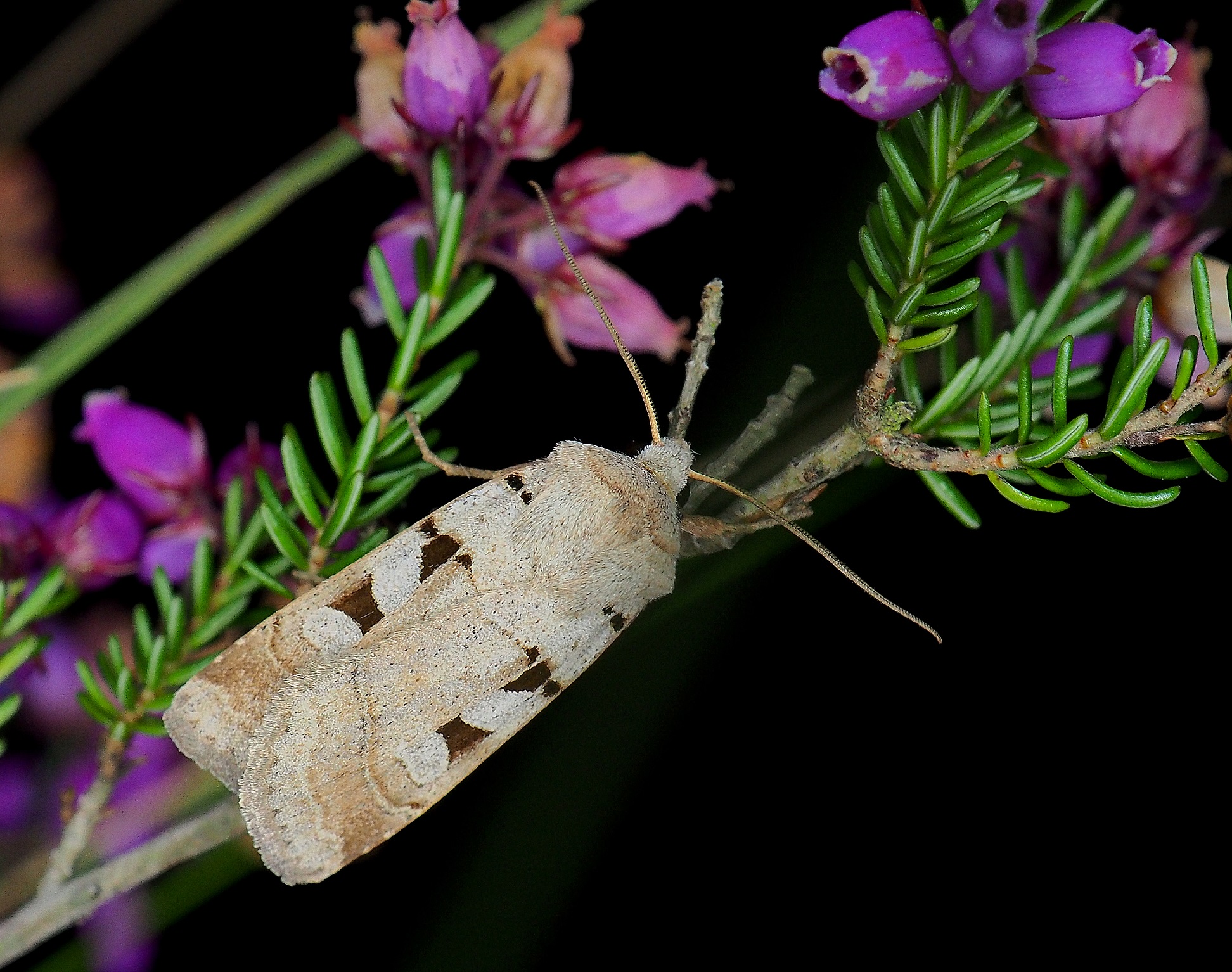 Moth and butterfly news: September 2020 - BirdGuides