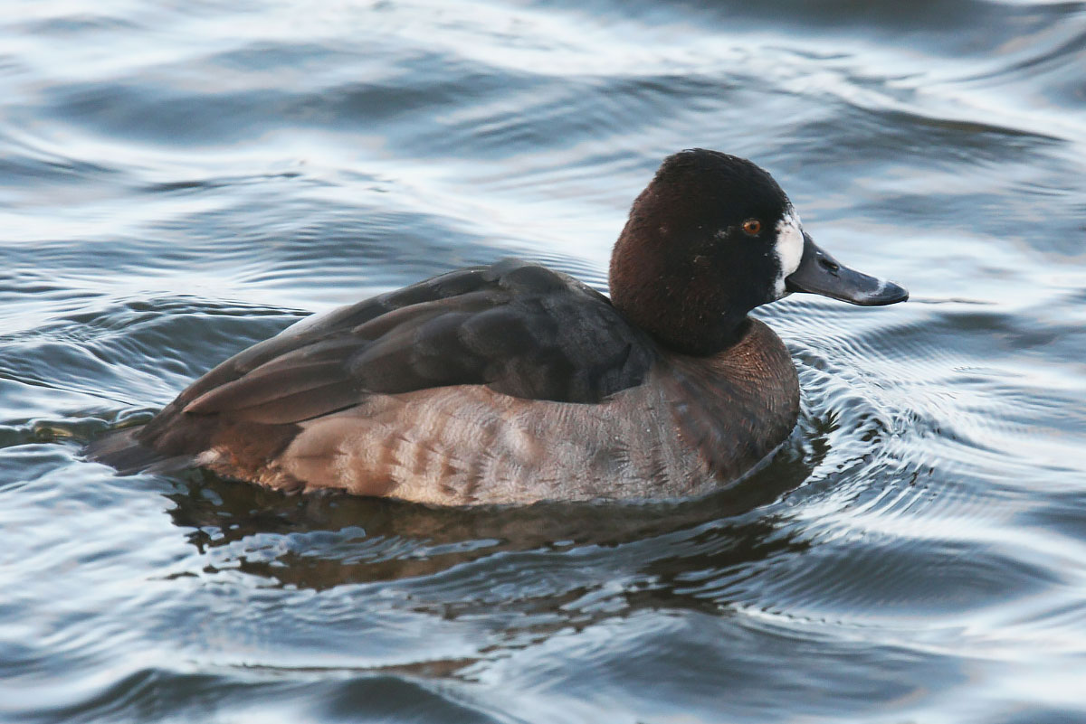 Tufted Duck, Greater Scaup and Lesser Scaup photo ID guide - BirdGuides