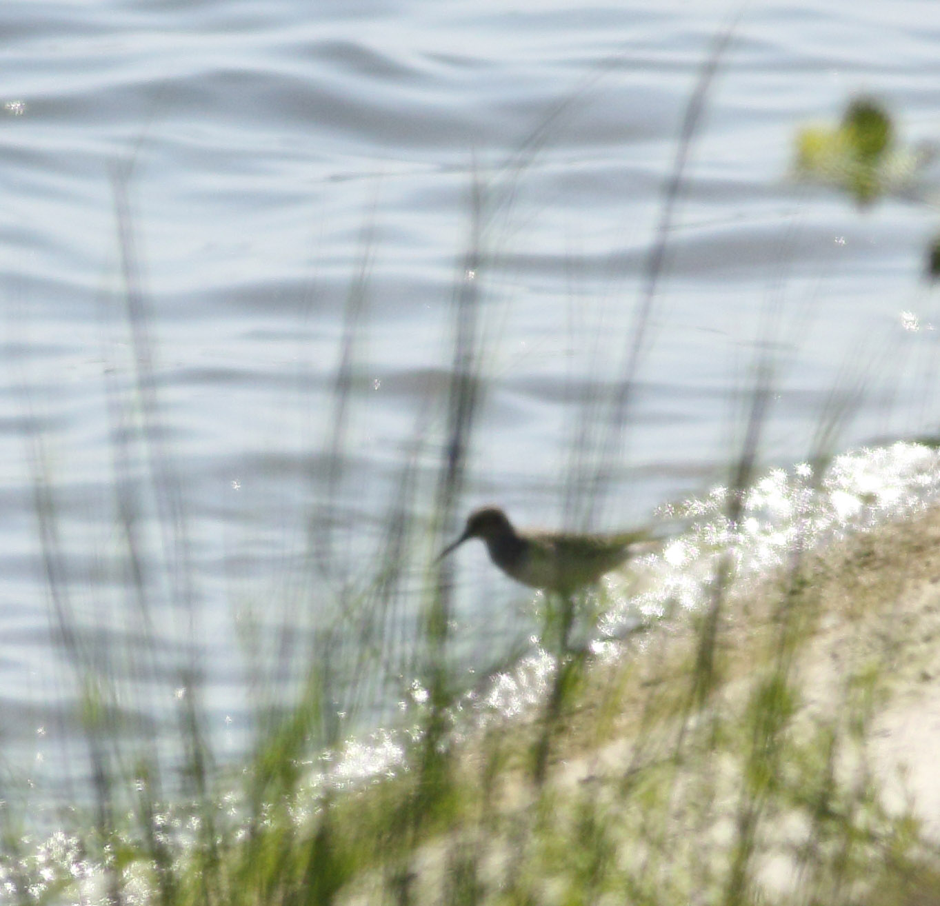 Patch gold: a broad-billed county first - BirdGuides