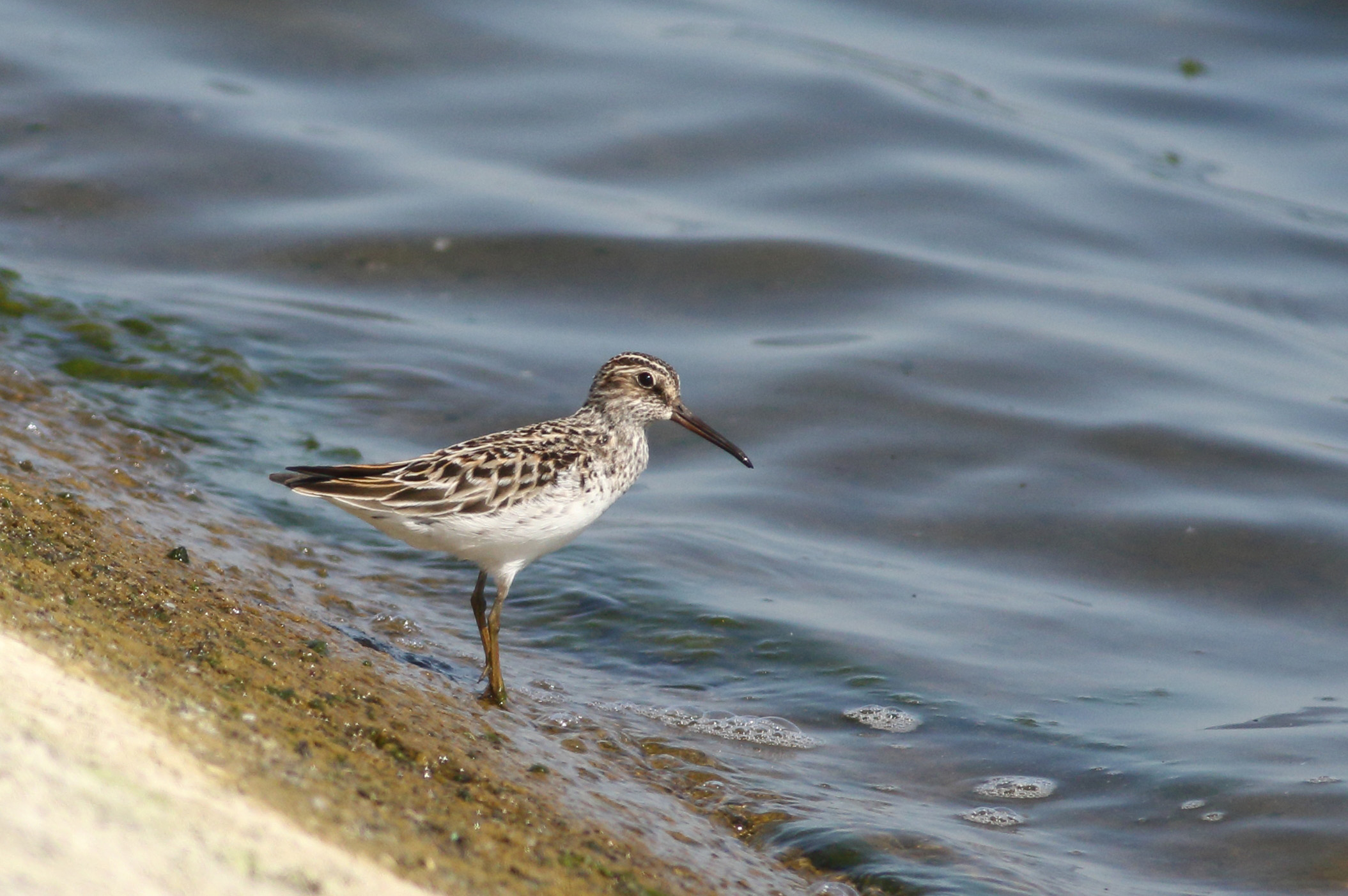 Patch gold: a broad-billed county first - BirdGuides