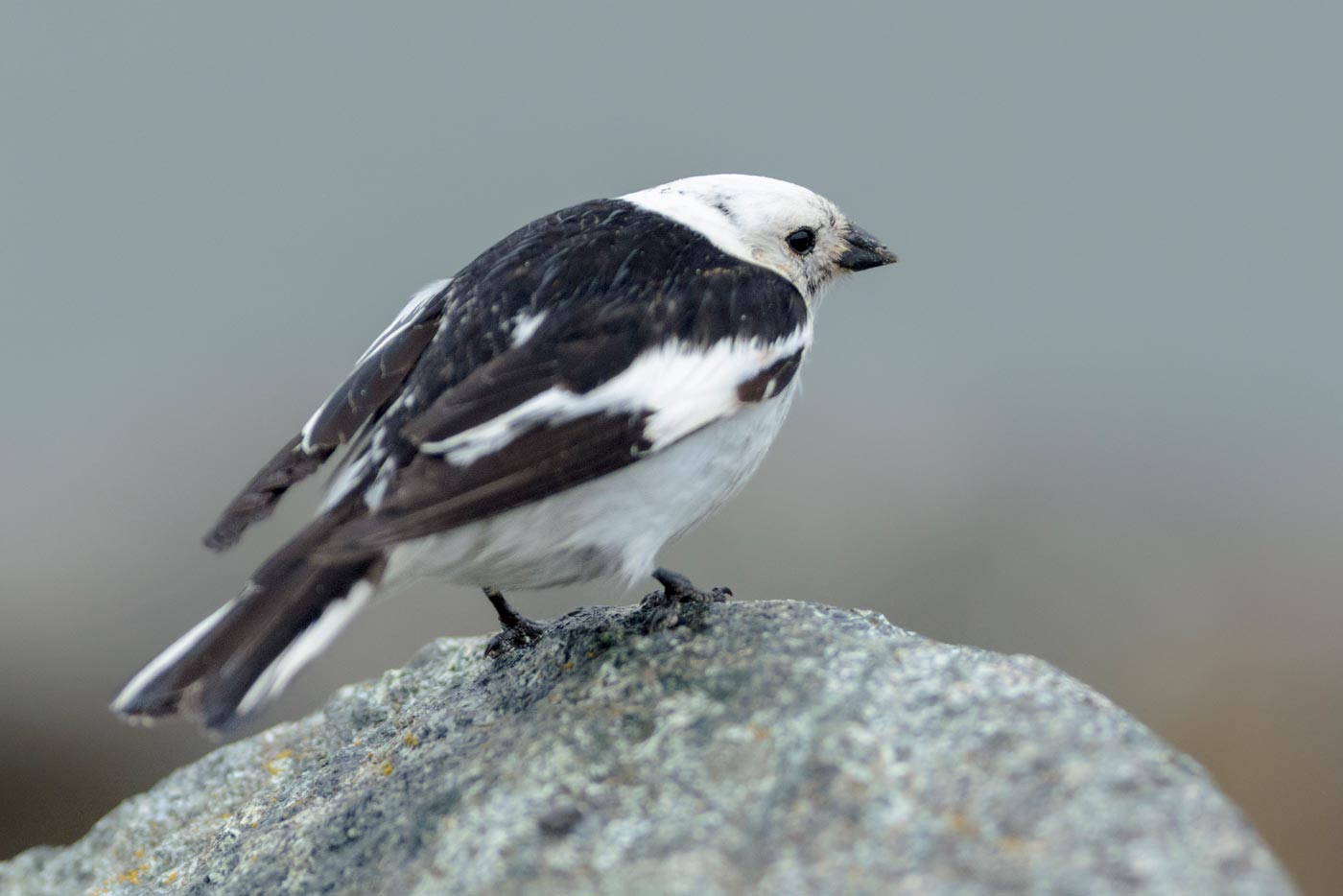 Snow Bunting photo ID guide - BirdGuides