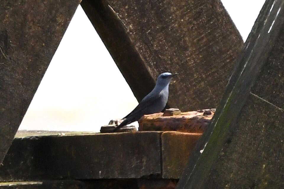 Rarity finders: Blue Rock Thrush in Essex - BirdGuides