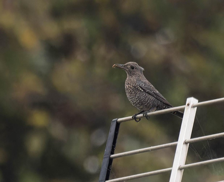 Rarity finders: Blue Rock Thrush in Norfolk - BirdGuides