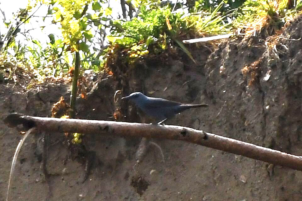 Rarity finders: Blue Rock Thrush in Essex - BirdGuides
