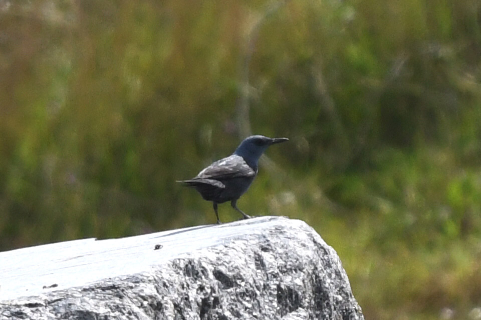 Rarity finders: Blue Rock Thrush in Essex - BirdGuides
