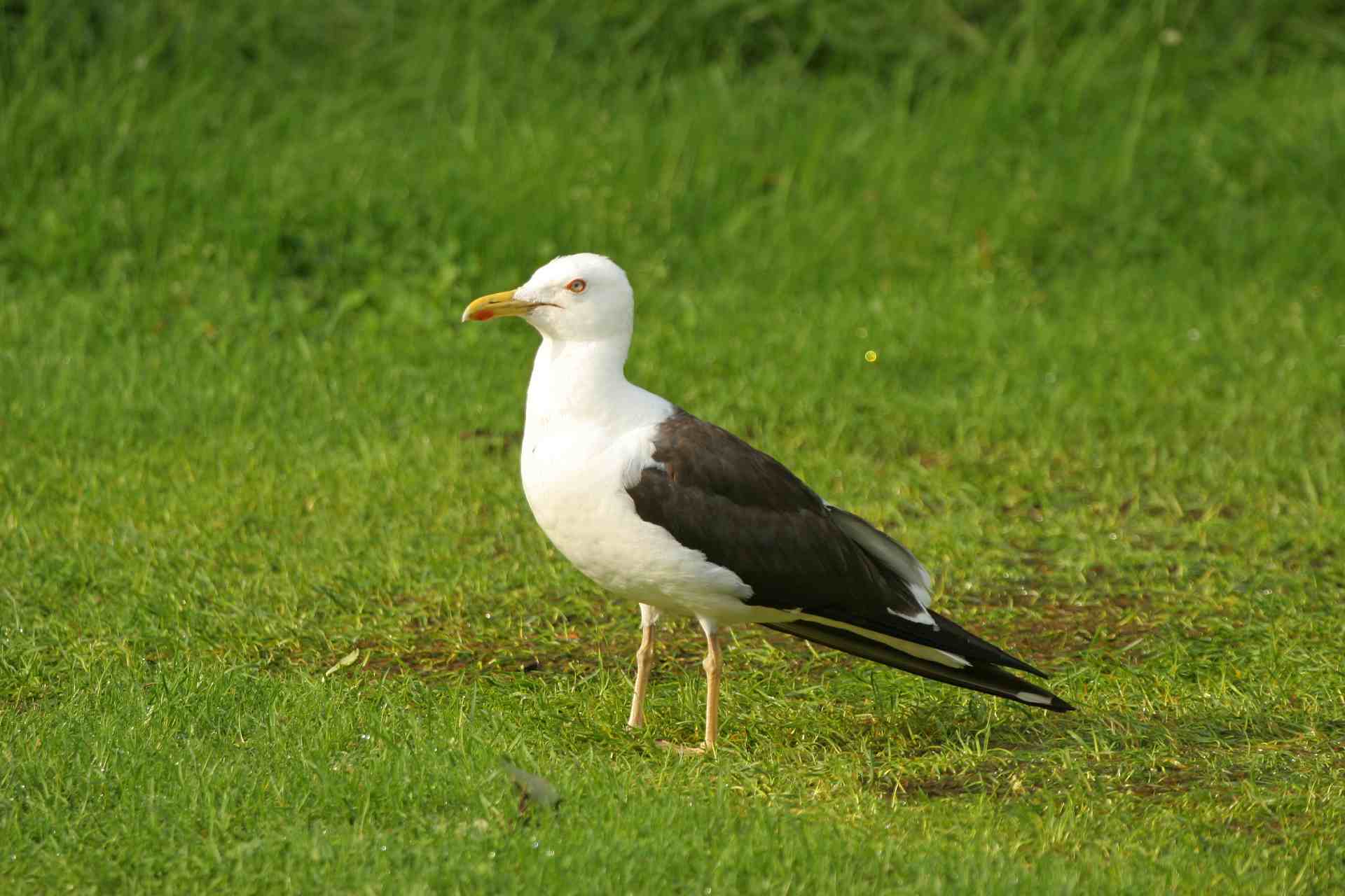 Dominic Mitchell: identity crisis - BirdGuides
