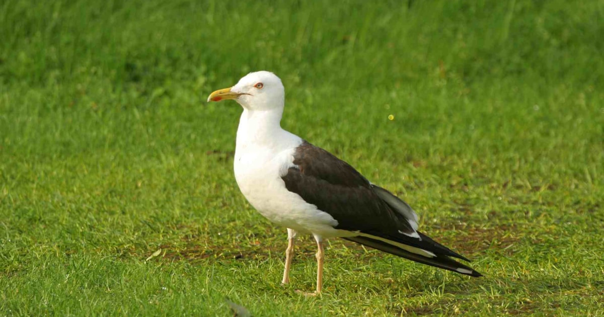 Dominic Mitchell: identity crisis - BirdGuides