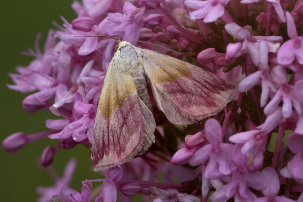Moth and butterfly news: May-June 2021 - BirdGuides