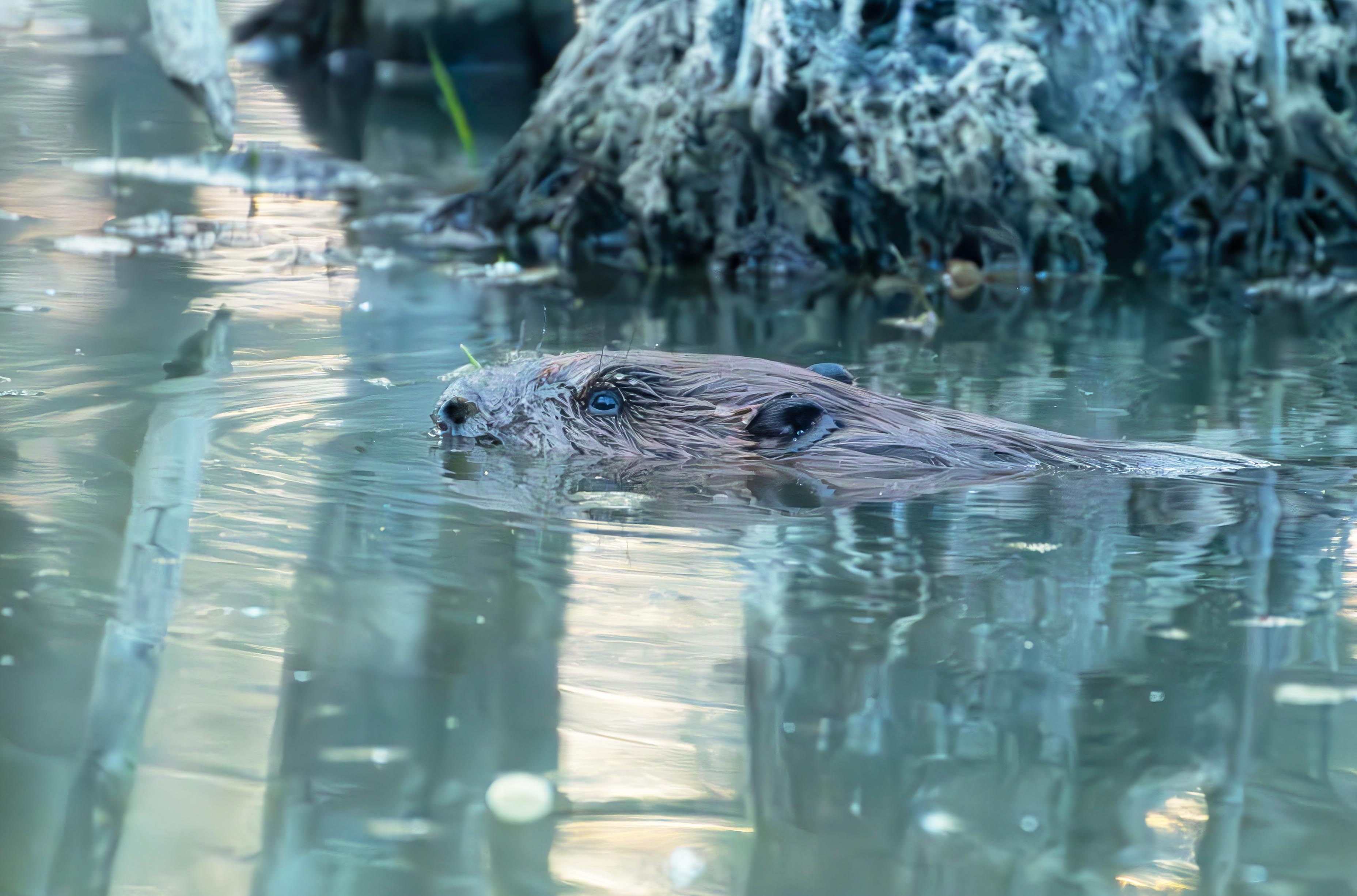 Mammal watch: Eurasian Beaver - BirdGuides