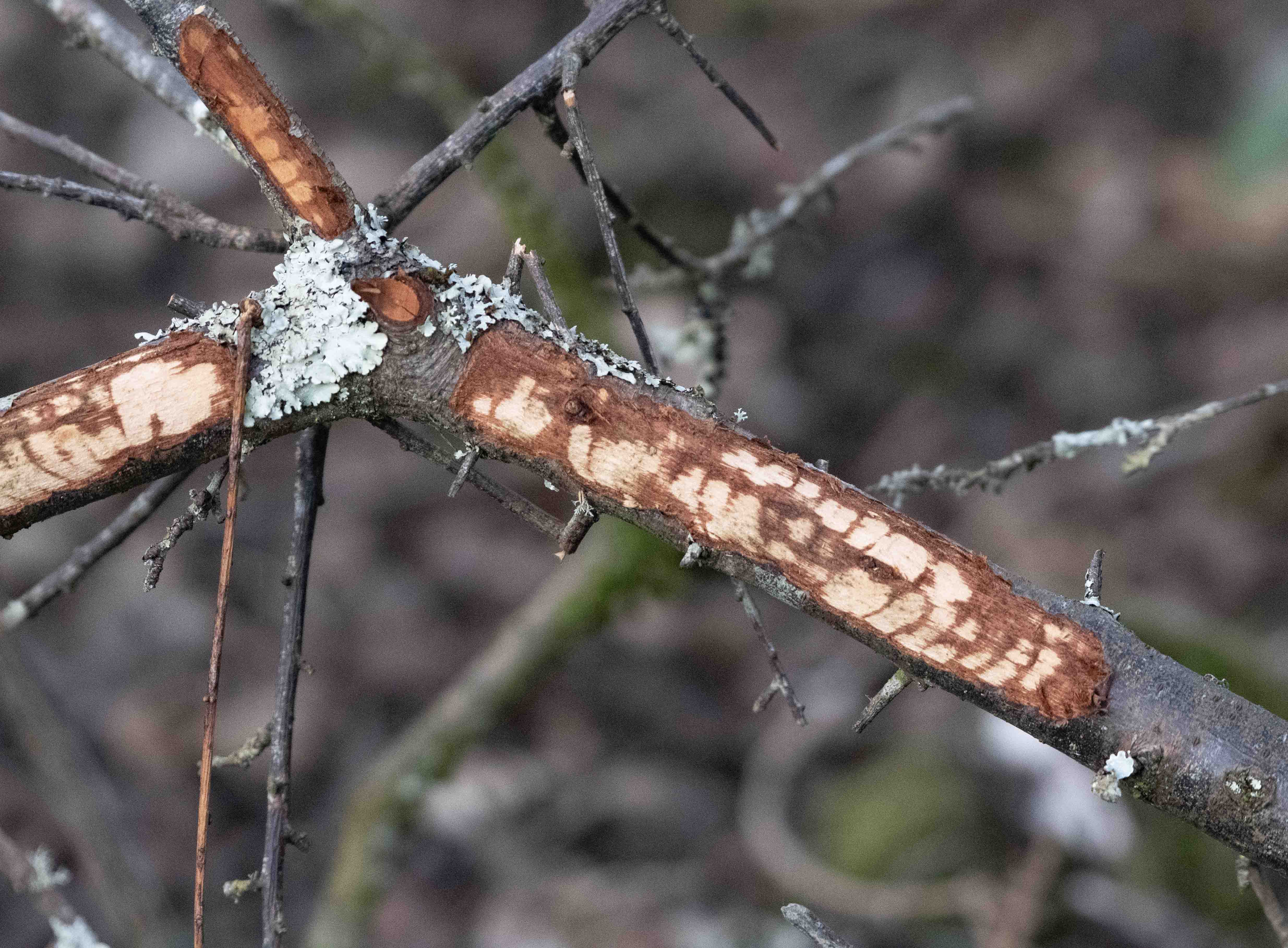 Mammal watch: Eurasian Beaver - BirdGuides