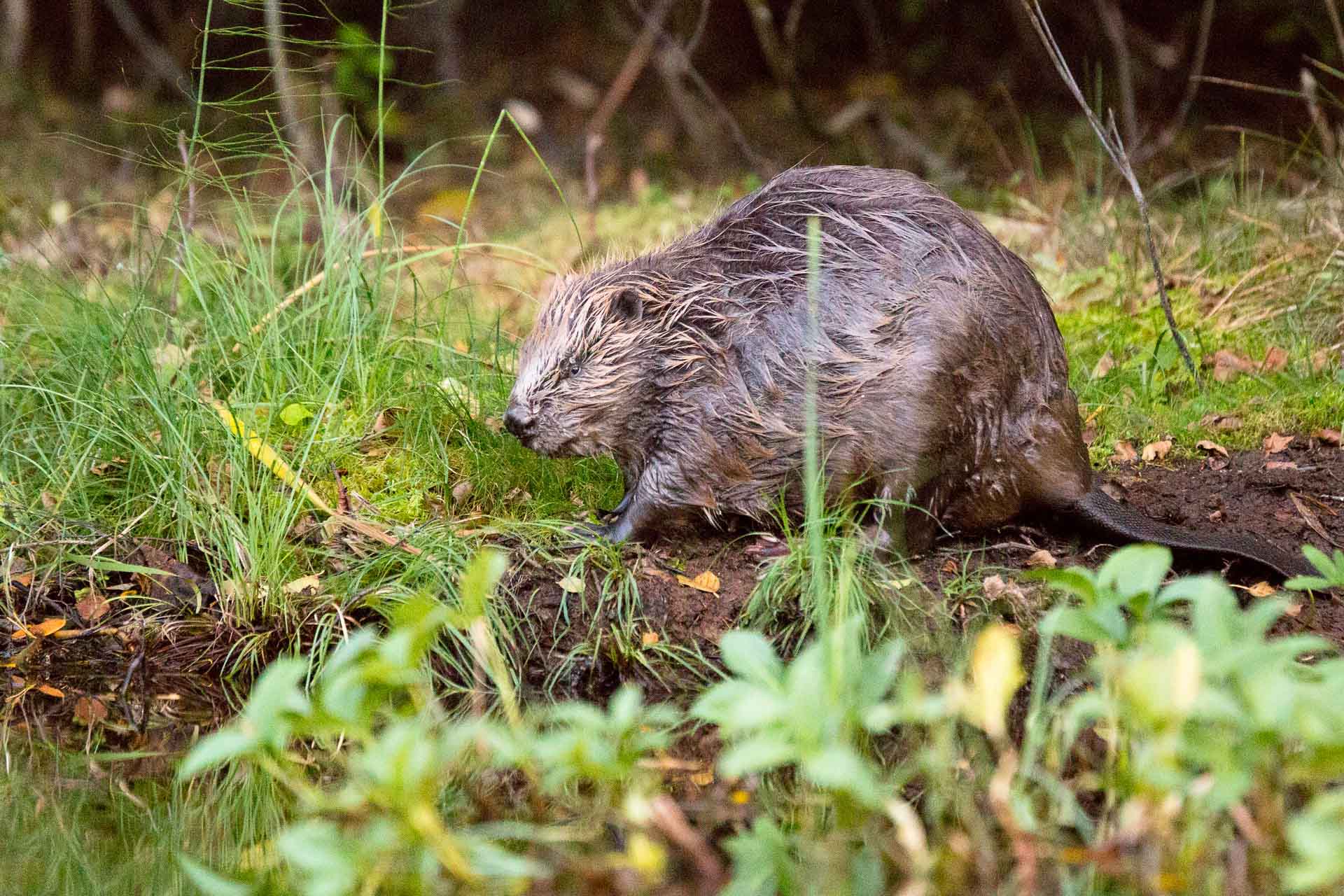Mammal watch: Eurasian Beaver - BirdGuides