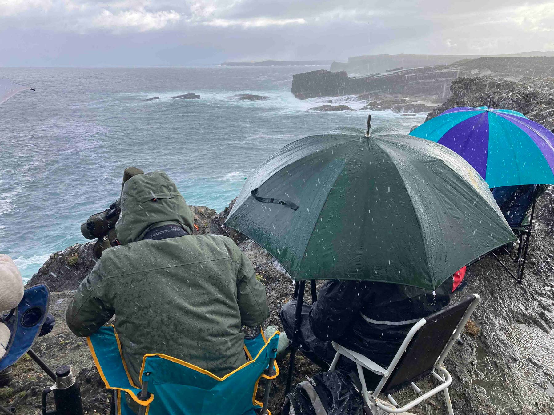 When seawatching dreams come true - BirdGuides