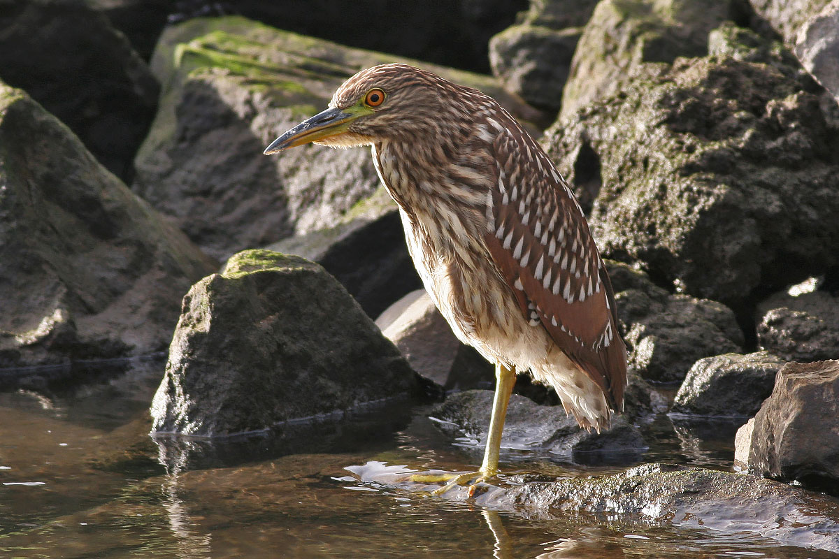 Rare herons photo ID guide - BirdGuides