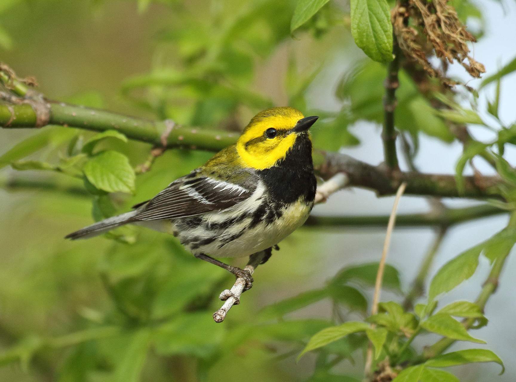 Dominic Mitchell: first impressions - BirdGuides