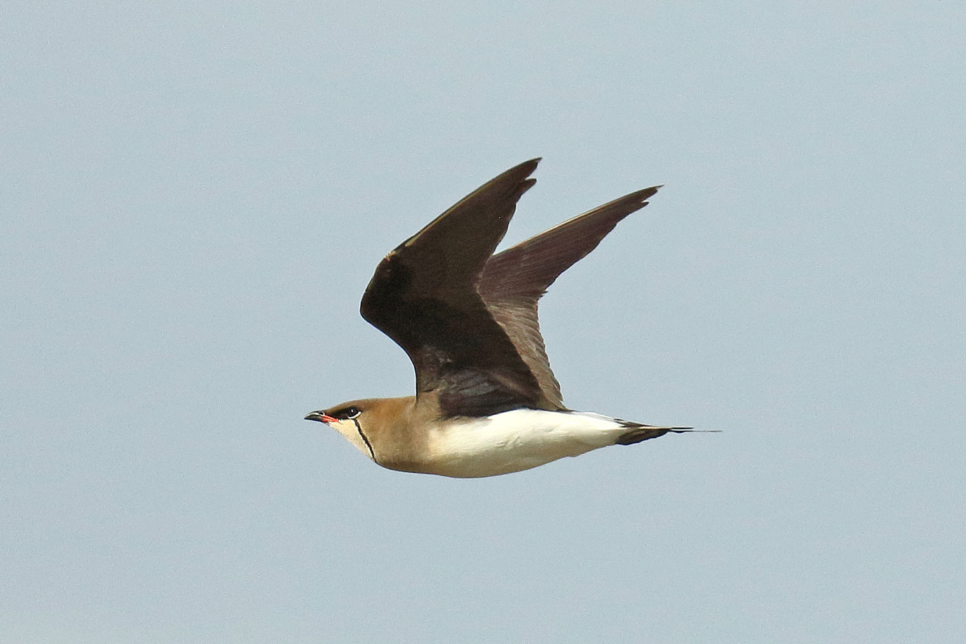 Pratincoles photo ID guide - BirdGuides
