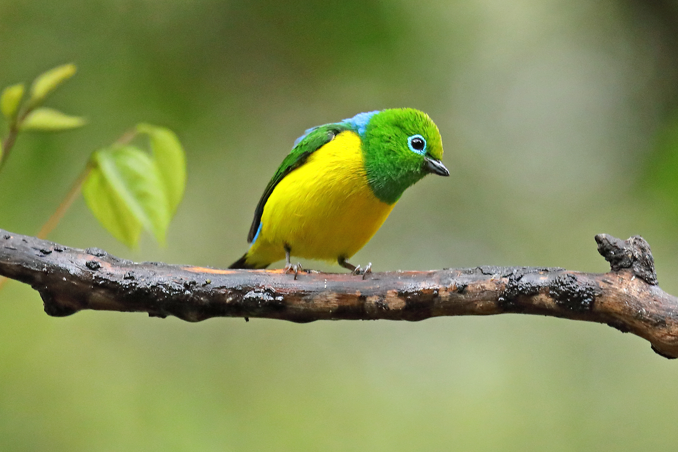 Peru: an incredible journey - BirdGuides