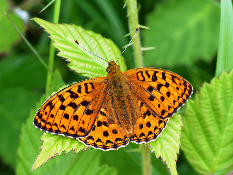 Britain's rarest butterflies doing well on National Trust property ...