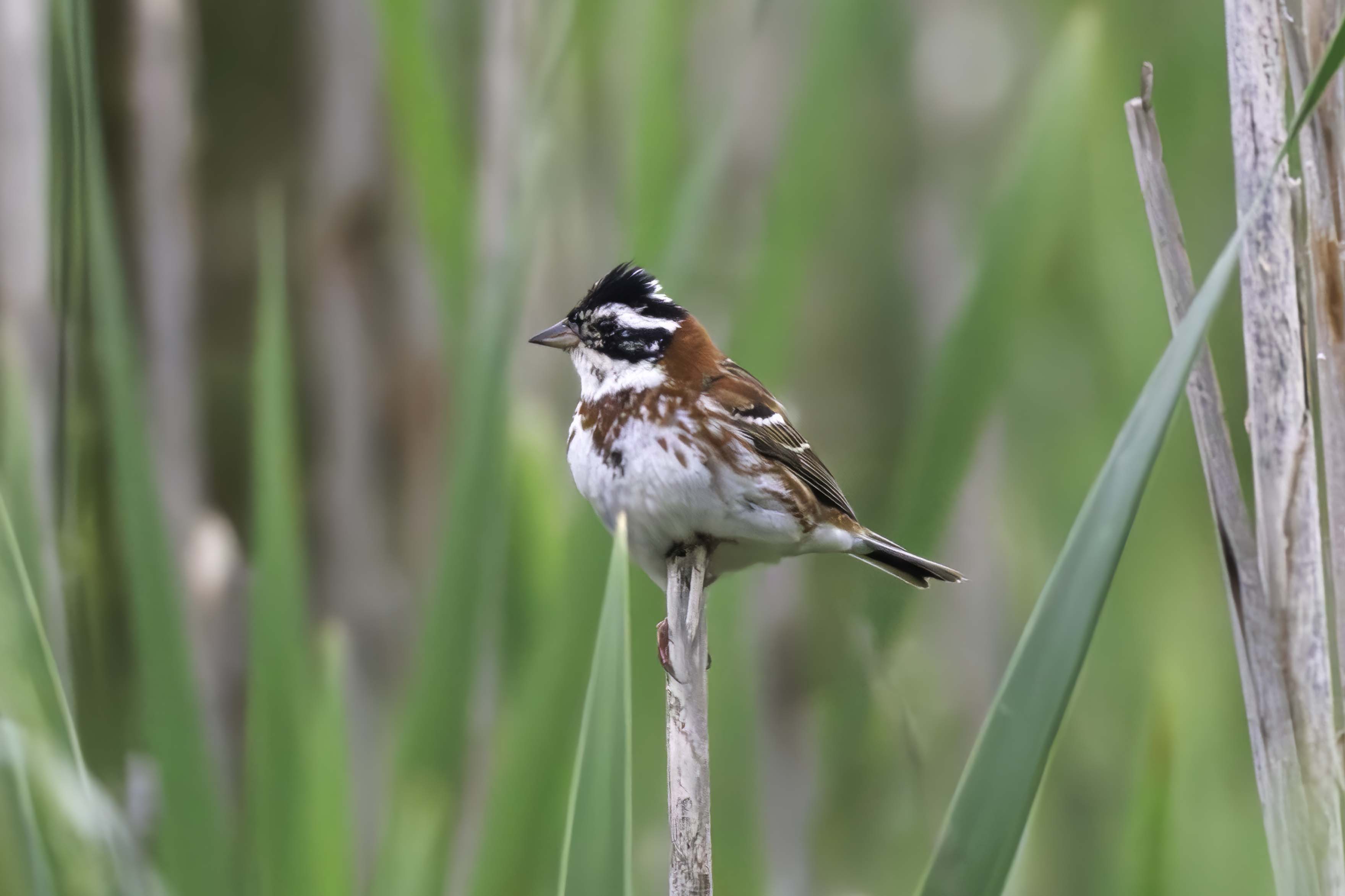 Finding a patch Rustic Bunting - BirdGuides