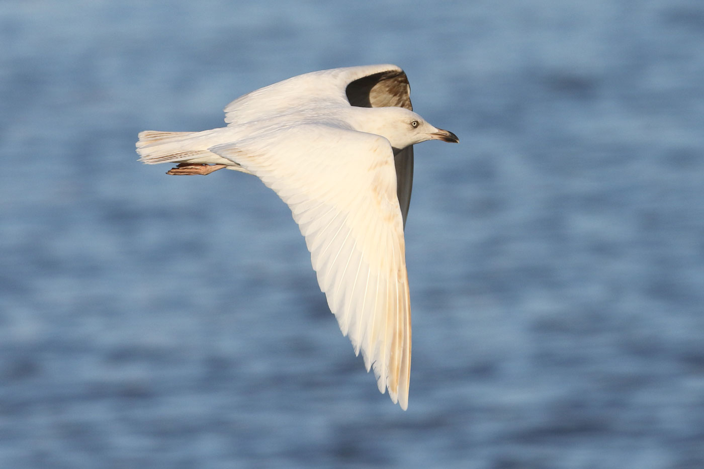 Glaucous and Iceland Gulls photo ID guide - BirdGuides