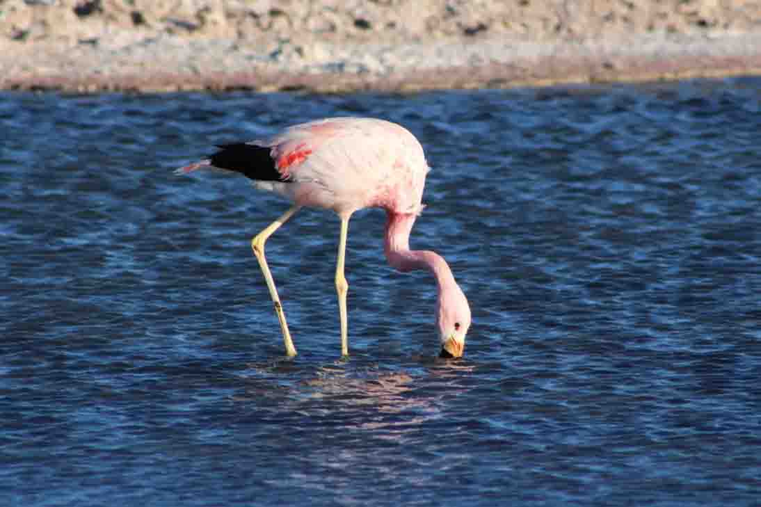 Flamingos use water tornadoes to hunt prey - BirdGuides