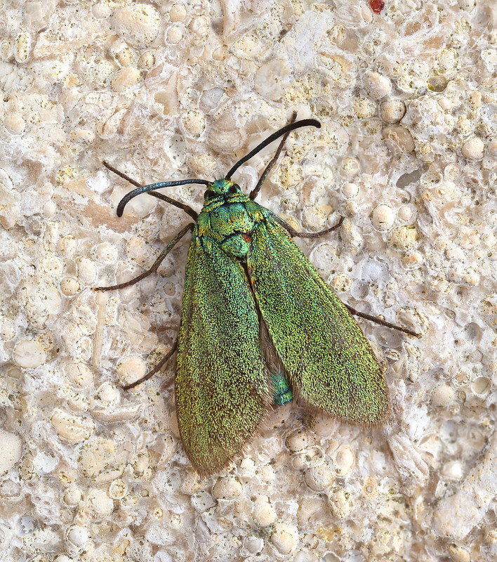 Searching for day-flying moths - BirdGuides