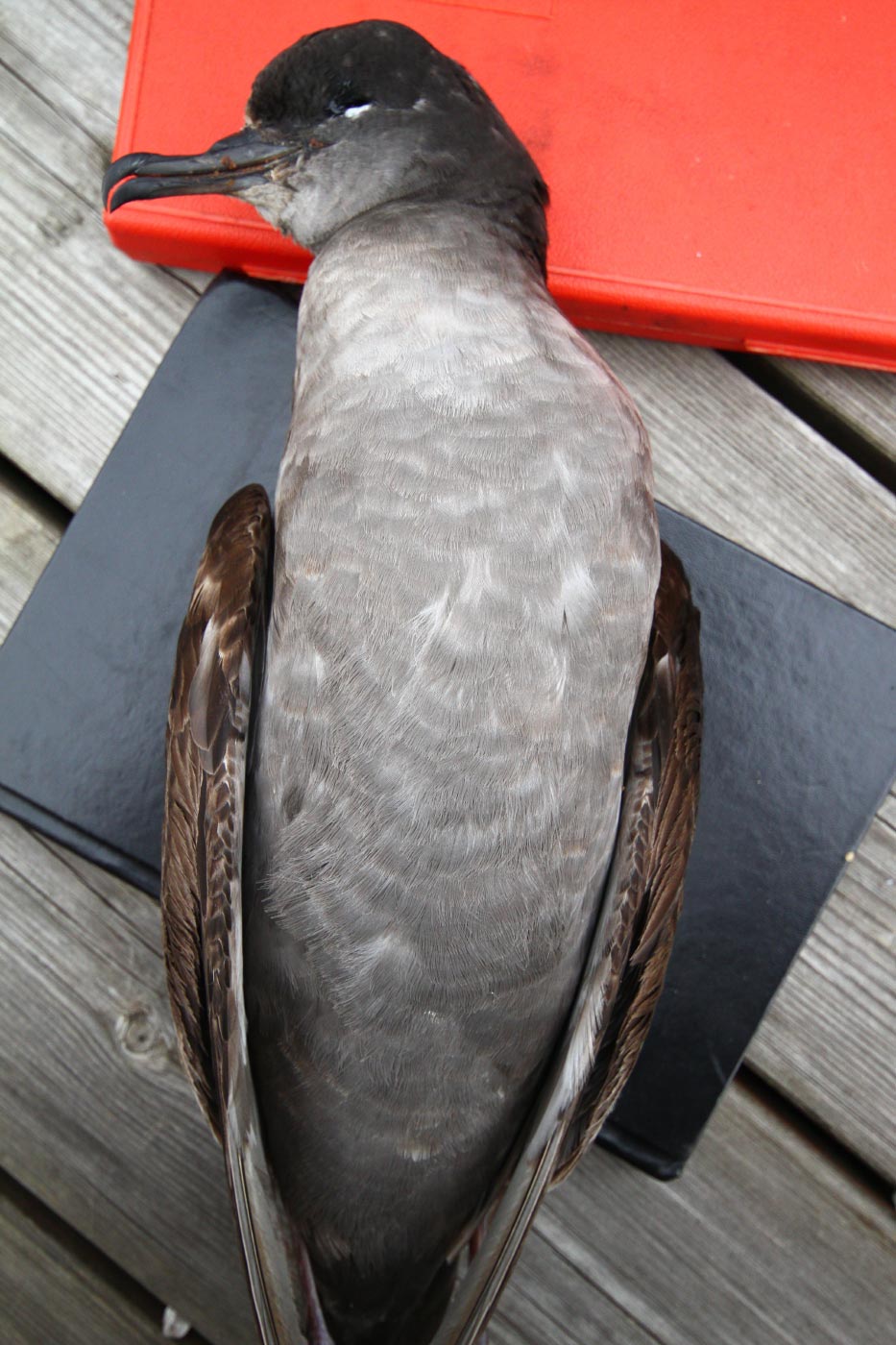 Short-tailed Shearwater in Ireland – a new Western Palearctic species ...