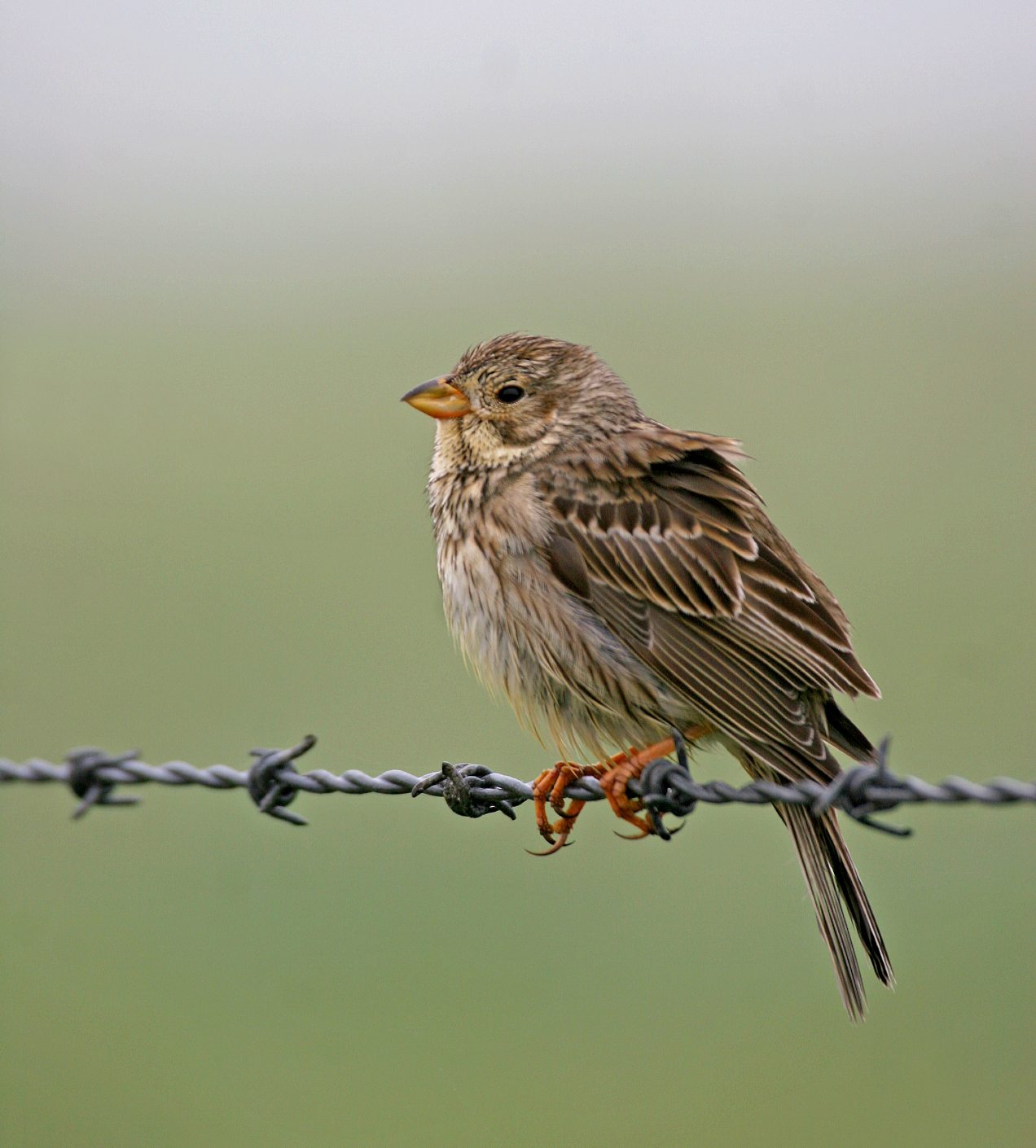 Dominic Mitchell: lead by example - BirdGuides