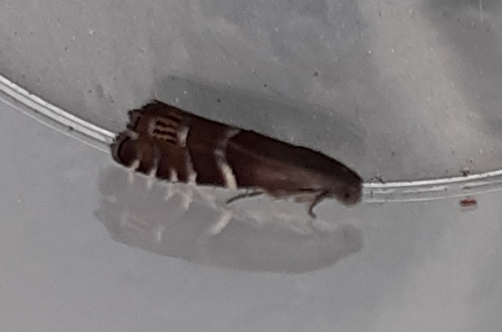 Searching for day-flying moths - BirdGuides