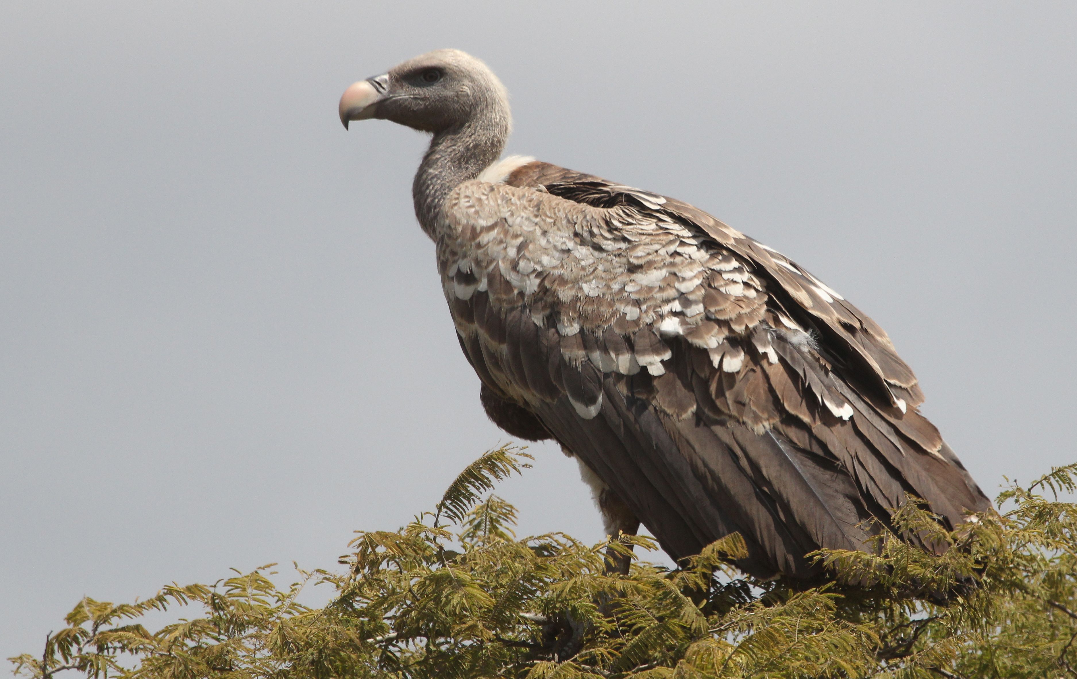 Global bird populations in steady decline - BirdGuides